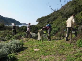 06-1-gombault-abeilles_photomorison.jpg | Parc national de Port-Cros et ...