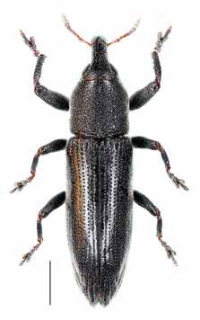 09-ponel_lixus_imageinternet.jpg | Parc national de Port-Cros et ...