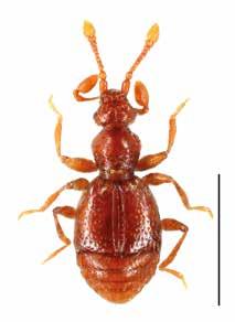 10-ponel_coleopteres_cl_imageinternet.jpg | Parc national de Port-Cros ...