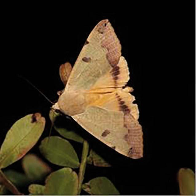 10_ponel_lepidopteres_photofouchard.jpg | Parc national de Port-Cros et ...
