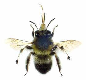 9_pollinisateurromulea_ponel.jpg | Parc national de Port-Cros et ...