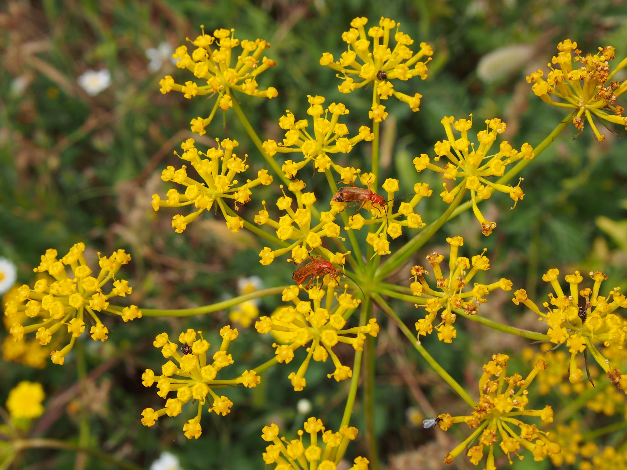 kundmannia_sicula_photo_annie_aboucaya.jpg | Parc national de Port-Cros et Porquerolles