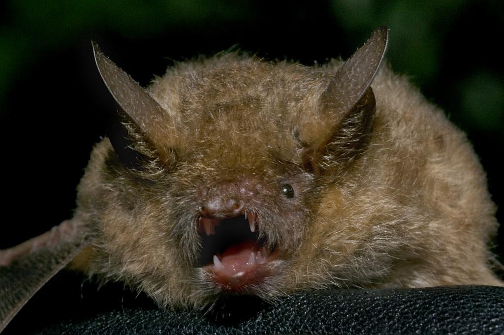 Murin à oreilles échancrées | Parc national de Port-Cros et Porquerolles